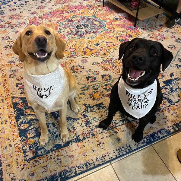 Marriage Proposal, Dog Marriage Proposal, Proposal Ideas, Unique ...