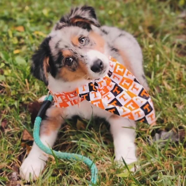 LSU Reversible Over-the-collar Dog & Cat Bandana - Etsy