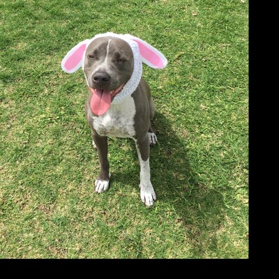 Easter Dog Outfit, Bunny Ears for Dogs, Rabbit Ears for Dogs, Dog ...