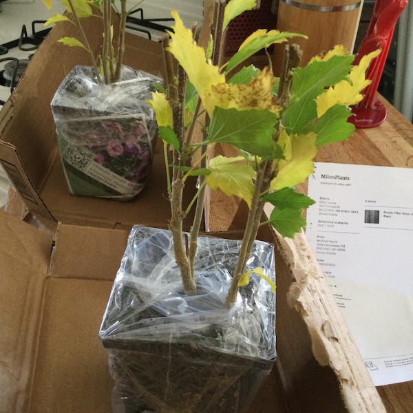 Ilex Opaca 'miss Helen' - Female American Holly - Live Plant - 12" Tall ...