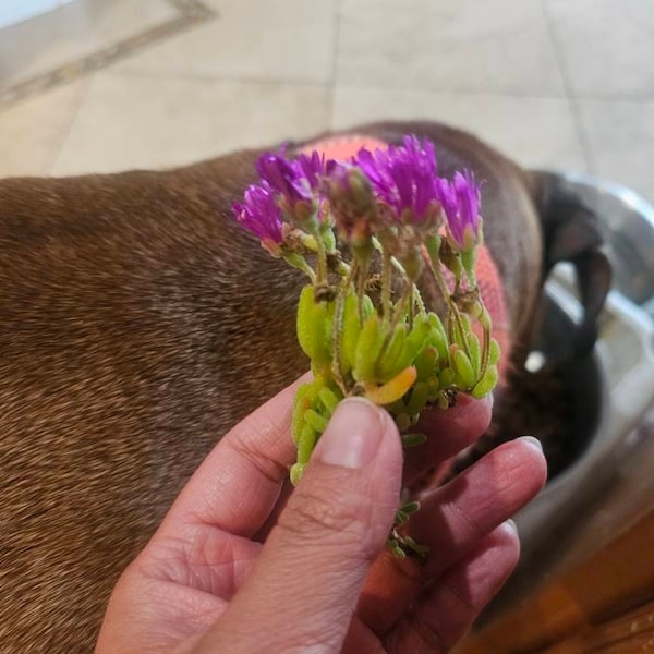 Beautiful Succulent: Dicrocaulon Ramulosum (l.bolus) Ihlenf Purple ...