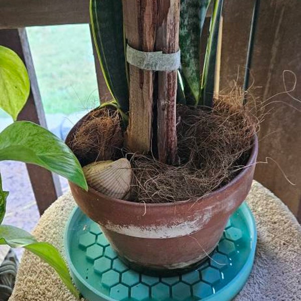 Snake Trellis | Houseplant Support | Plant Stake - Etsy