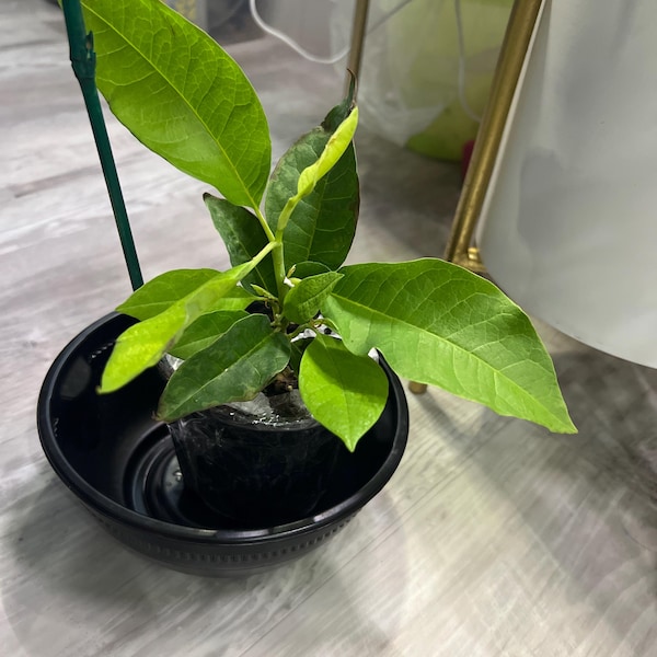 Yellow Flower, Magnolia Champaca, Michelia Champaca in 6" or 4" Pot ...