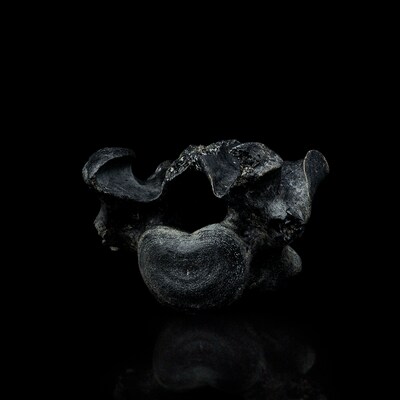 Thecachampsa Sp. Fossil Osteoderm armor Scute - Etsy