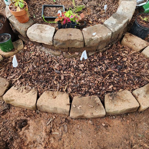 12 Lily of the Valley Root Systems, Convallaria Majalis, Bell Shaped ...