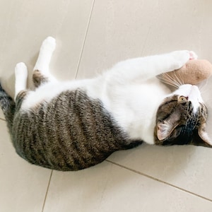 Squeaky Gavel Dog Toy - Etsy