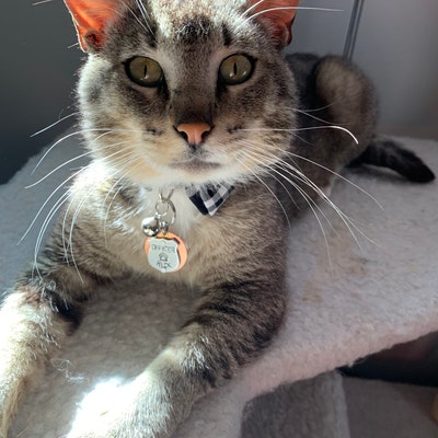 Dog Tag Cat Tag Police Dog Tag Deputy Dog Tag Custom Pet ID Tag Cat Tag ...