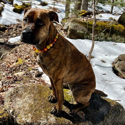 Flamingo Floaty Pool Party Beaded Dog Collar, Collar, Dog Collar, Dog ...