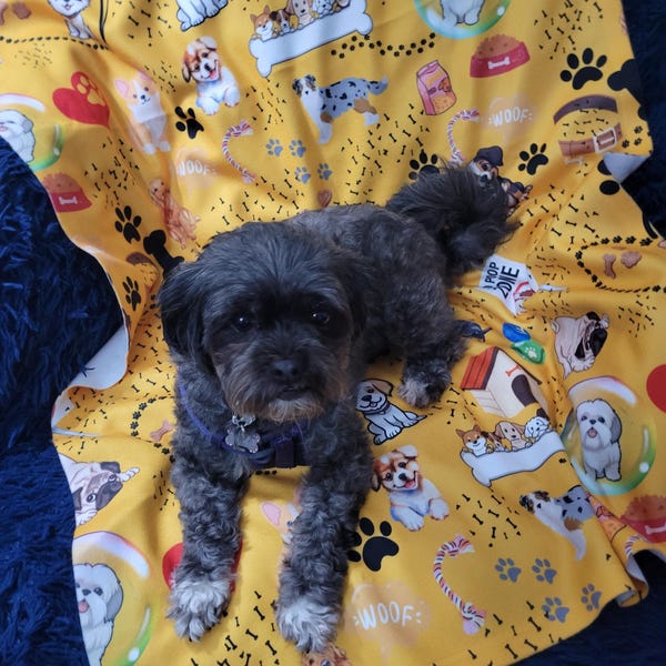 Moth Playing Cards. Collector Design Playing Card Set. 52 Card Deck ...