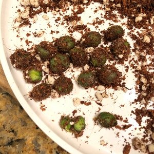 Curry Leaf Plant Seeds 10 Grown in USA Freshly Harvested Murraya ...