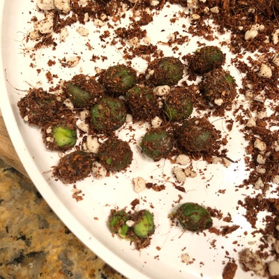 Curry Leaf Plant Seeds 10 Grown in USA Freshly Harvested Murraya ...