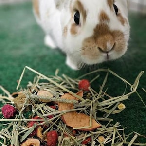 BUNNY-CINOS Forage Blend for Rabbits, Cute Pet Bunny Treats, Starbucks ...