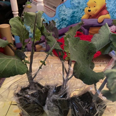 3 Merritt Tree Collard Cuttings - Etsy