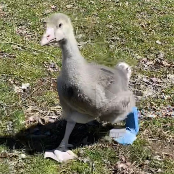 Duck Splint/ Chicken Splints Large-multiple Size Options Available - Etsy