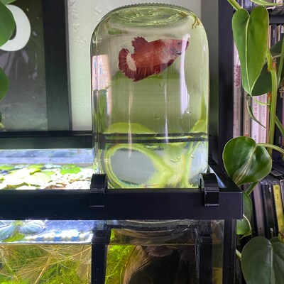 Adjustable Betta Hoop Betta Olympics Training Beginner - Etsy