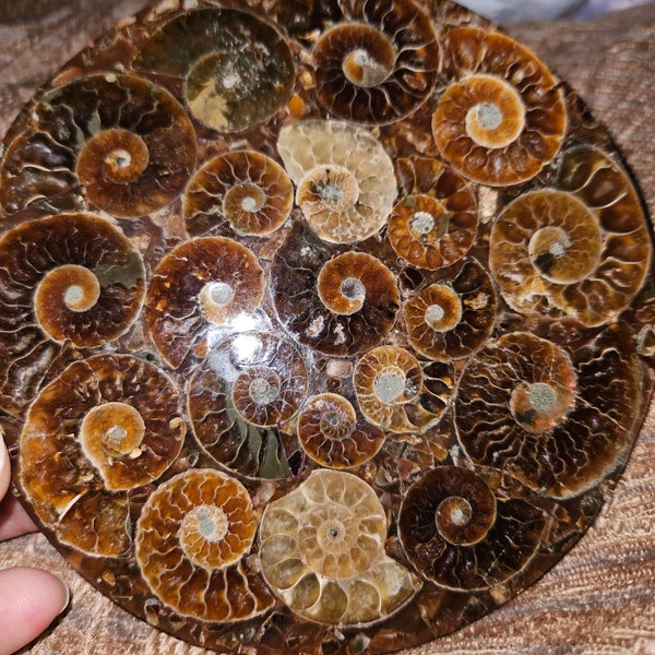 Natural Ammonite Fossil Conch ,specimen of Madagascar Healing Decor ...