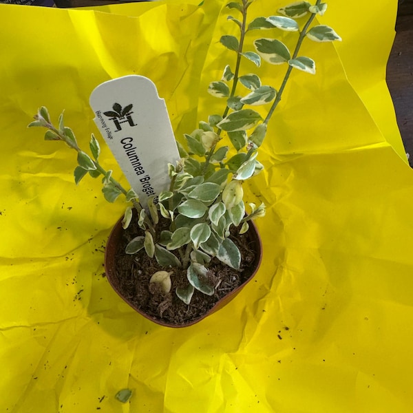 Hunter's Venom African Violet Live Plant, Young Starter in a 4" Pot ...