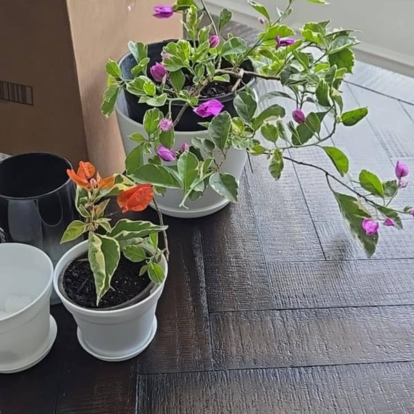 Raspberry Ice- Variegated Bougainvillea - Etsy