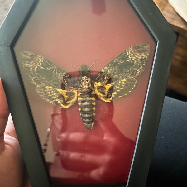 Real Framed Giant Actias Luna Moth 3D Floating Shadow Box Insect Oddities Home Gothic Wall ...