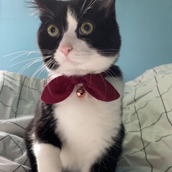 Burgundy Fancy Cat Collar With Rose Gold Bell Luxury Breakaway Collar ...