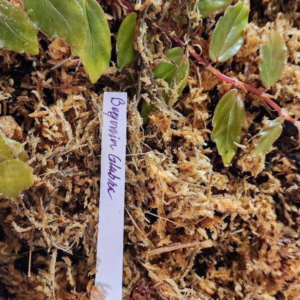 Nymphaea "sunfire" Water Lily (sprouted Tuber - Rhizome) / Pink Water ...