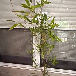 Phyllostachys Bissetti/david Bisset Bamboo-very Cold Hardy Down to 15 ...