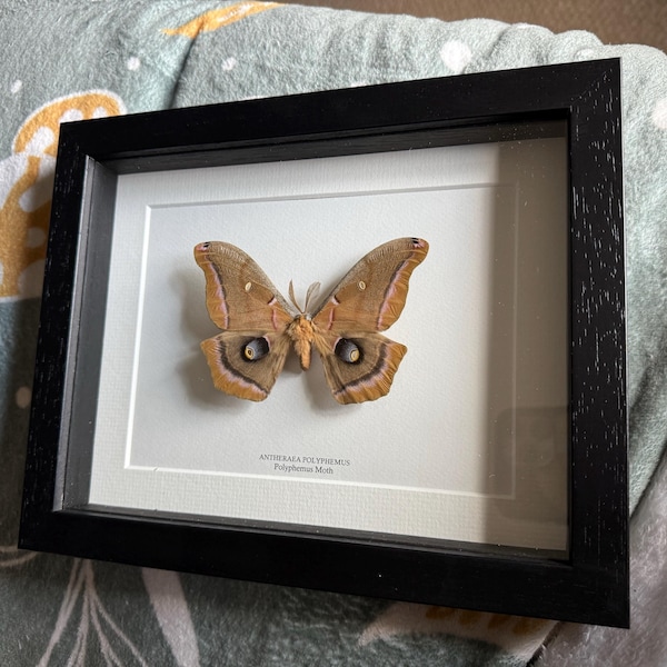 Filipino Atlas Moth Male & Female Pair in Box Frame (attacus Lemairei ...