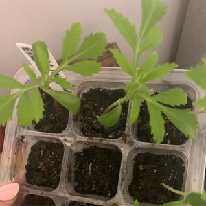 100 blushing Bride Silver Rose Strawflower Seeds - Etsy