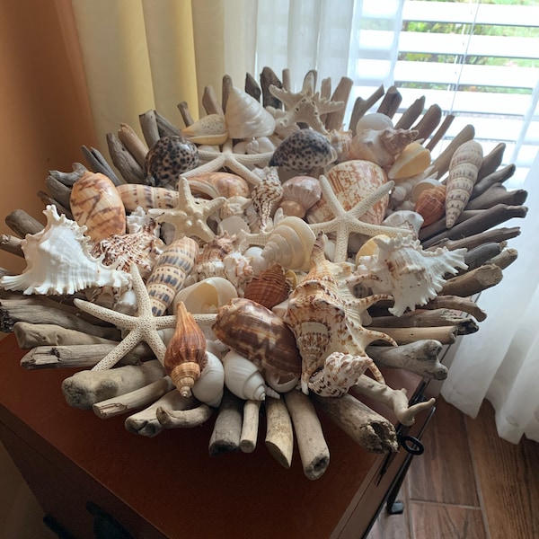 Assorted Sea Shell Mix-beach Sea Urchin Mix-sea Shells Bulk-assorted ...