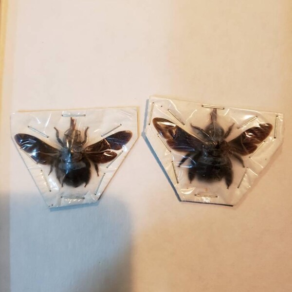 PAIR Giraffe Weevils, Trachelophorus Giraffa PAIRS, Entomology, Real ...