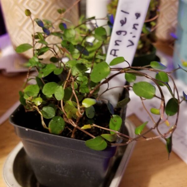 Angel Vine “wire Vine” Plant - Etsy