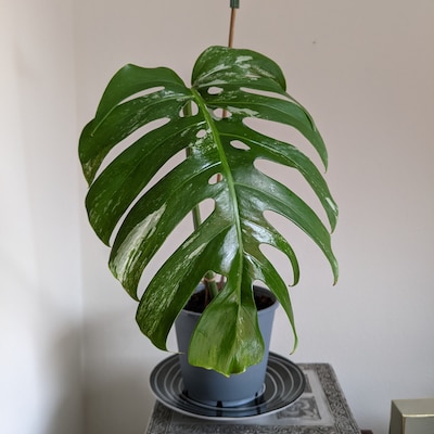 Variegated Monstera Wet Stick this Wet Stick Selected Randomly From the ...