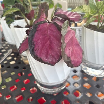 Elegant Emmie Planter Speckled Pot 5.5 X 5.75 Planter - Etsy