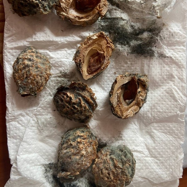 The Pink Koshu Grapes of Japan (yamanashi ) > 7 Fresh Seeds , Already ...