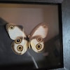 Real Rare Kaiser-i-hind Swallowtail Butterfly Framed Taxidermy ...