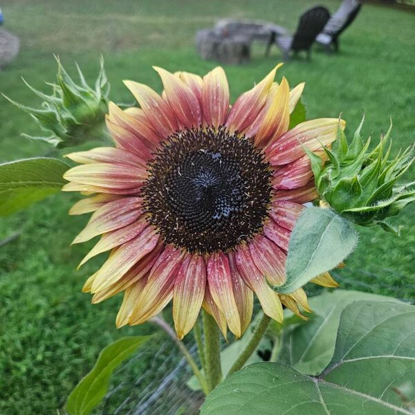 Flower Seeds- Autumn Beauty Sunflower Seeds-open Pollinated-non GMO ...