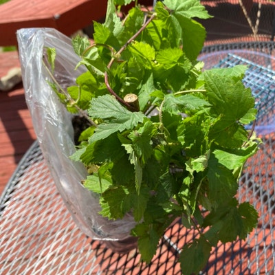 Live Hops Plants humulus Lupulus 3.5 Potted Plants - Etsy