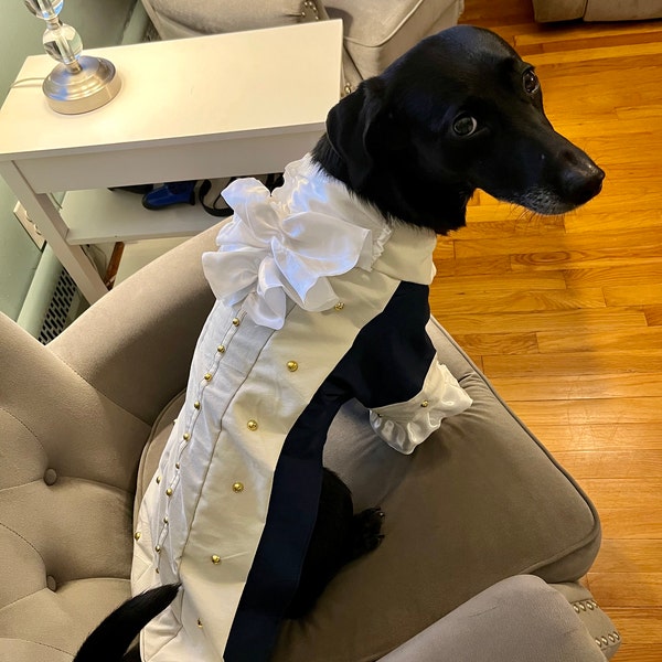 Dog Costume, Dog Alexander Hamilton Costume, Dog Halloween Costume ...