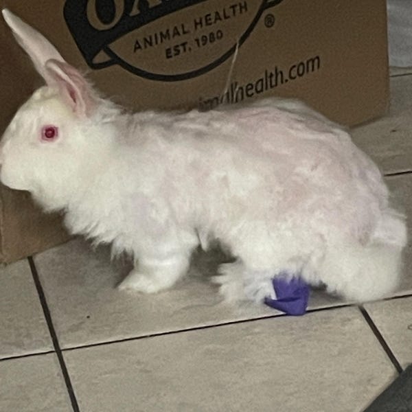 Size: Jumbo Rabbit Hock Socks (2-way Straps) - Etsy