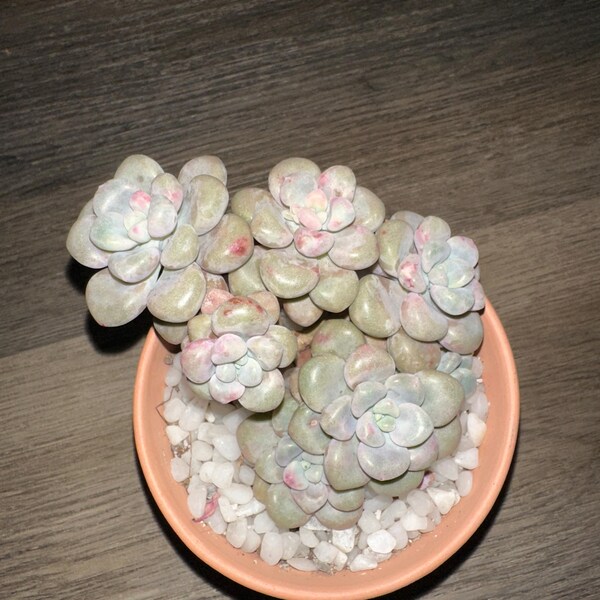 5" Live Succulent Plants, Graptopetalum Ellen, Easy Care Plants - Etsy