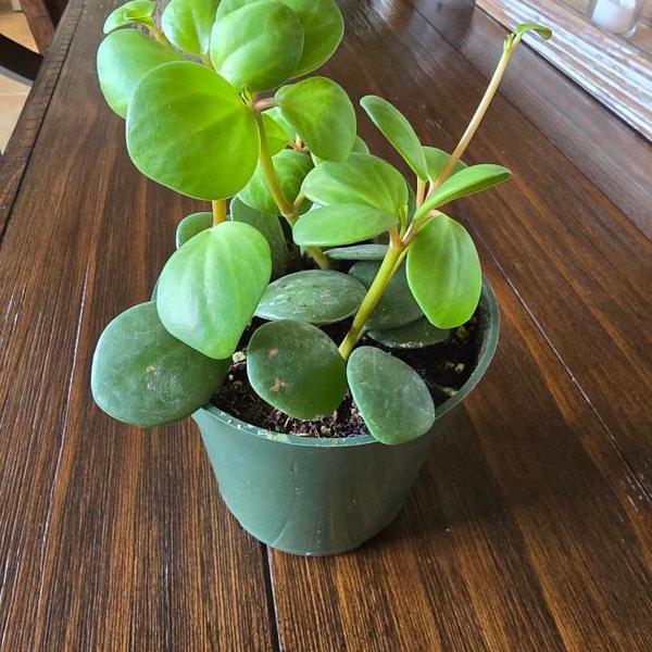 Chester Fern Starter Plant (ALL STARTER PLANTS Require You to Purchase ...