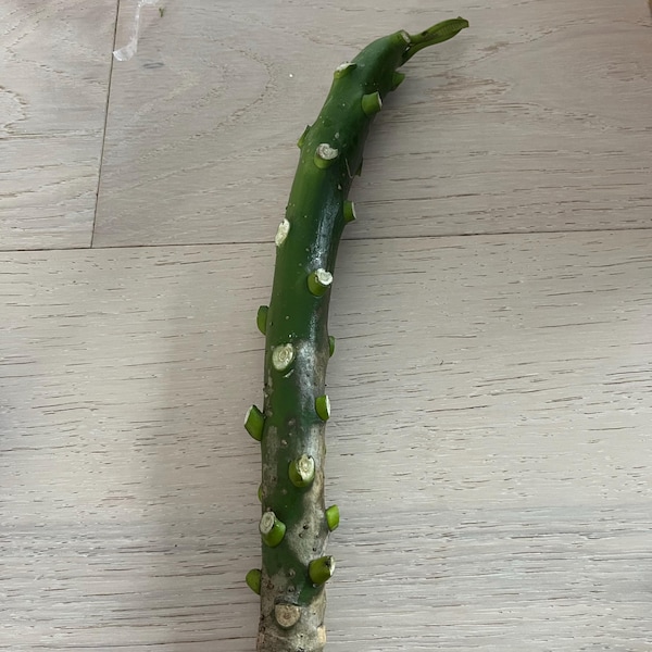 Organic Red PIGEON PEAS Gunga Pea 50 Seeds Cajanus Cajan Gandul Lazaro ...