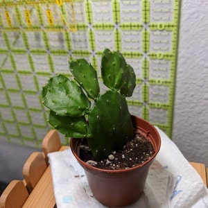 Mini Nopalea Cochenillifera ‘cochineal Nopal’ Green Cactus Rare ...