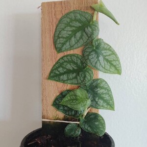 Monstera Dubia Shingling Plant Growing in 4 Pot Rare - Etsy