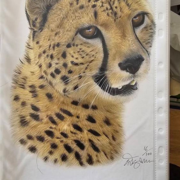 African Cheetah Color Pencil Drawing Print | Big Cat Portrait | Artwork ...