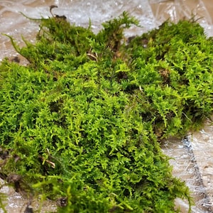 Star Moss Tortula Ruralis - Etsy