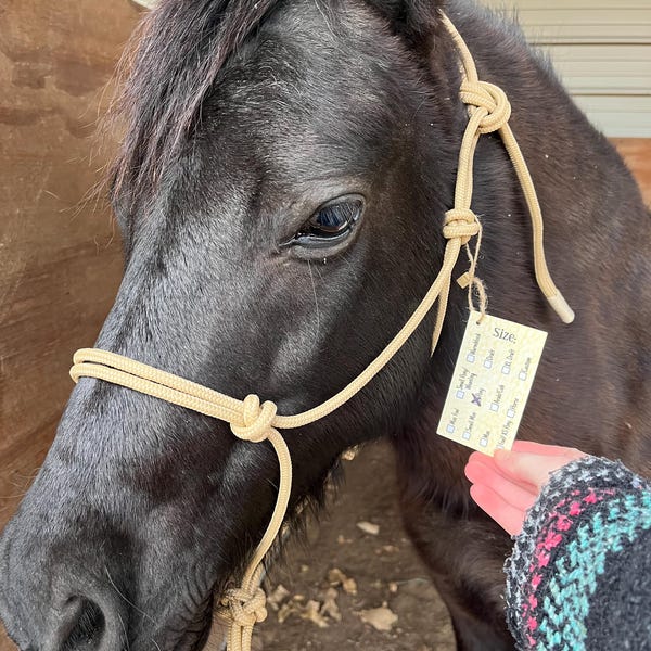 PRE-MADE No Tie Buckle Biothane Crown Halter in Soft 1/4" Rope Horse ...