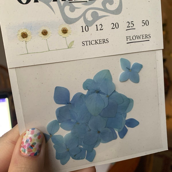 Bright Blue Hydrangea Pressed Flowers - Pack of 25 1/2 Inch to 1 1/4 ...