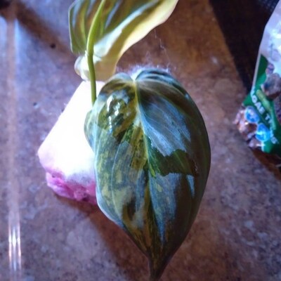 Cebu Blue Ghost Variegated Epipremnum Pinnatum Rooted Starter Plant - Etsy