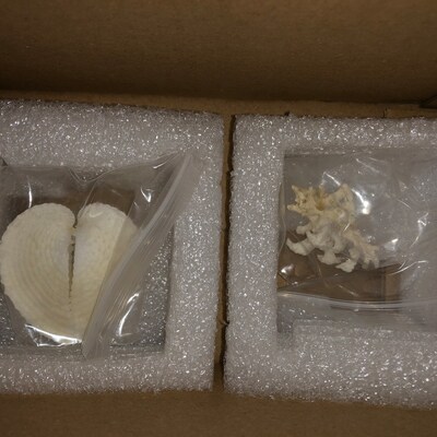 Captain's Cone Sea Shell Conus Capitaneus Natural Display - Etsy